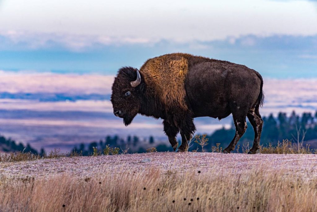 The Great 8: Famous South Dakota Landmarks | Chasing Trail