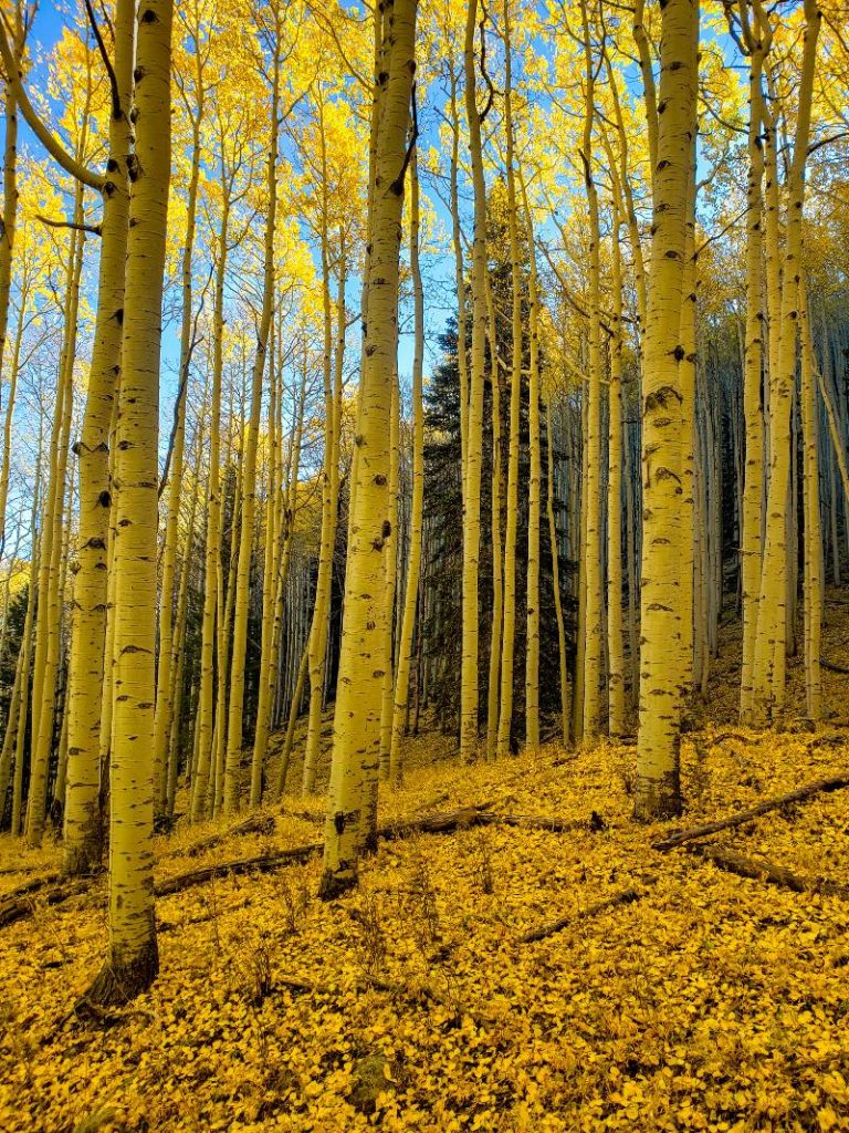 25 Epic Bucket List Arizona Adventures | Chasing Trail