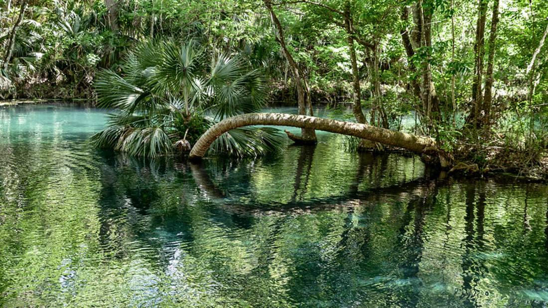 Kayaking With Manatees in Florida | 20+ Stunning Places