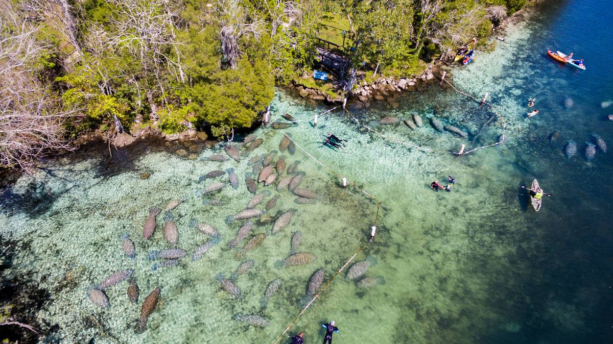 Kayaking With Manatees in Florida | 20+ Stunning Places