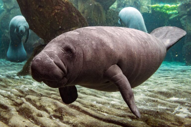 Kayaking With Manatees in Florida | 20+ Stunning Places
