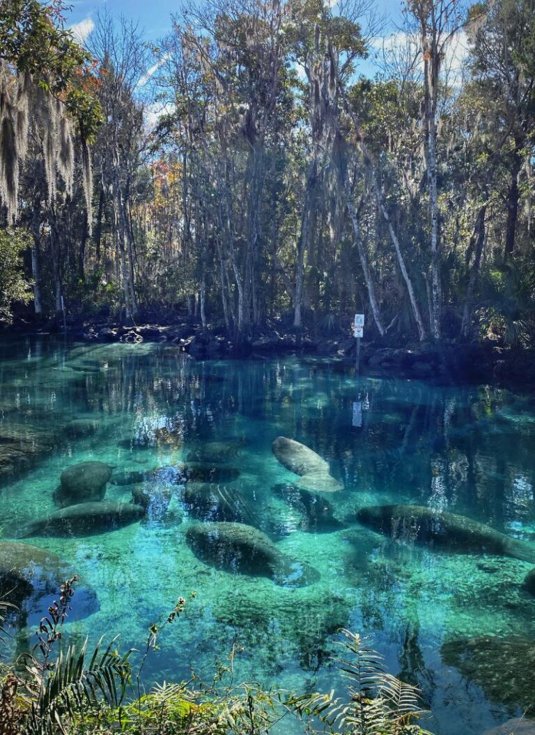 Kayaking With Manatees in Florida | 20+ Stunning Places
