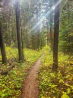 Two Ocean Lake: Uncrowded Easy Hike in the Grand Tetons