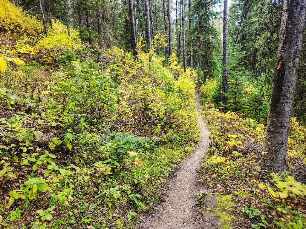 Two Ocean Lake: Uncrowded Easy Hike in the Grand Tetons