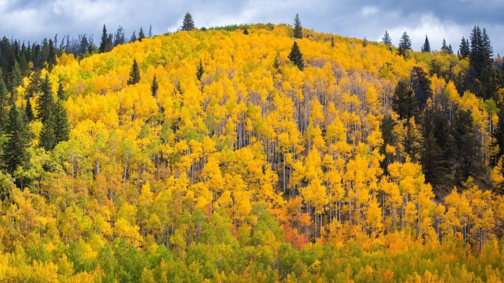 21 Best Fall Hikes in Colorado From Easy to Challenging