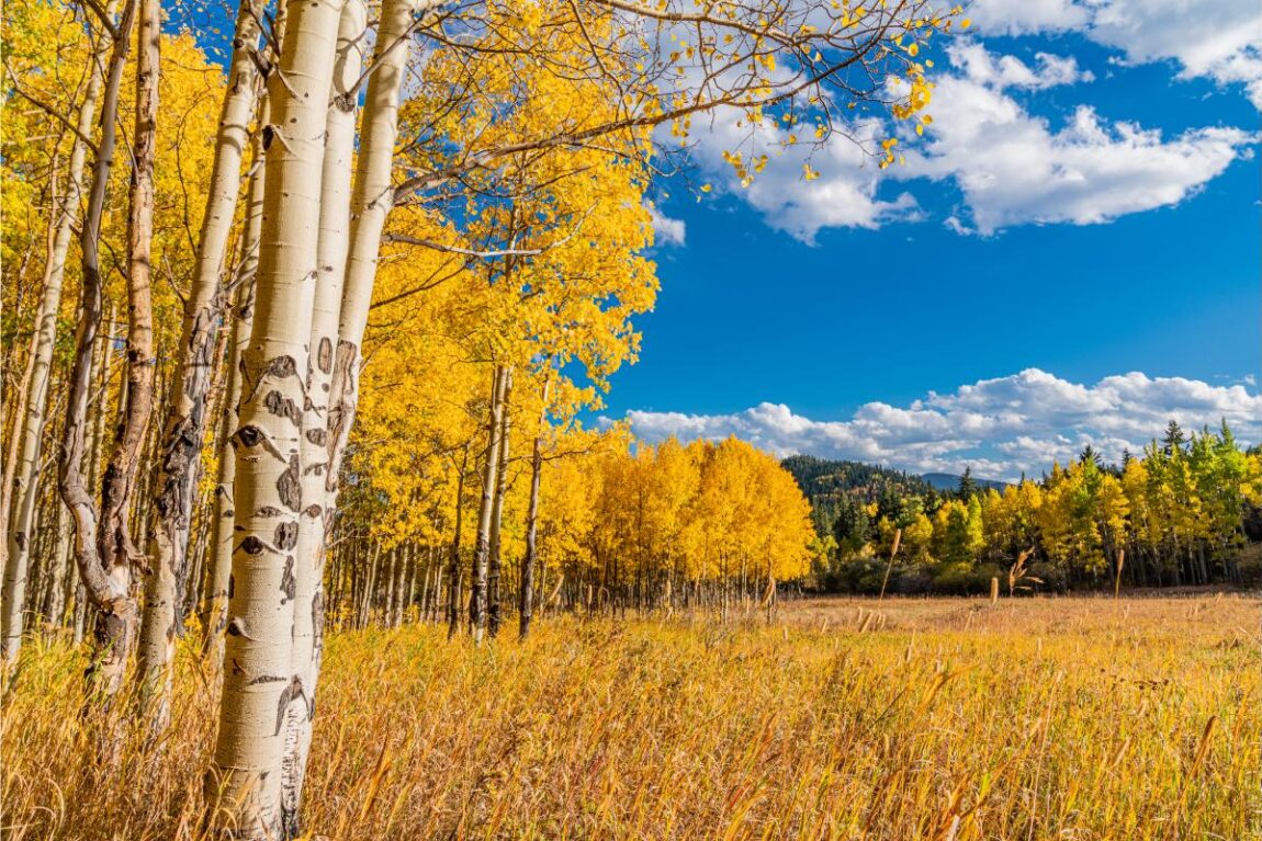 21 Best Fall Hikes in Colorado From Easy to Challenging