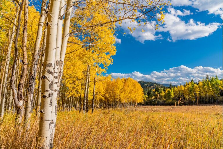 21 Best Fall Hikes in Colorado From Easy to Challenging