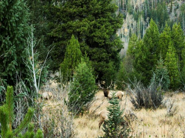 Hike the Stunning Inner Basin Trail Near Flagstaff Arizona