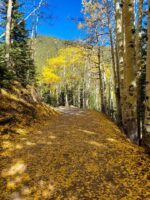 Hike the Stunning Inner Basin Trail Near Flagstaff Arizona