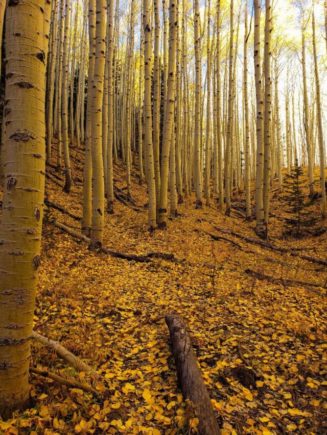 Hike the Stunning Inner Basin Trail Near Flagstaff Arizona