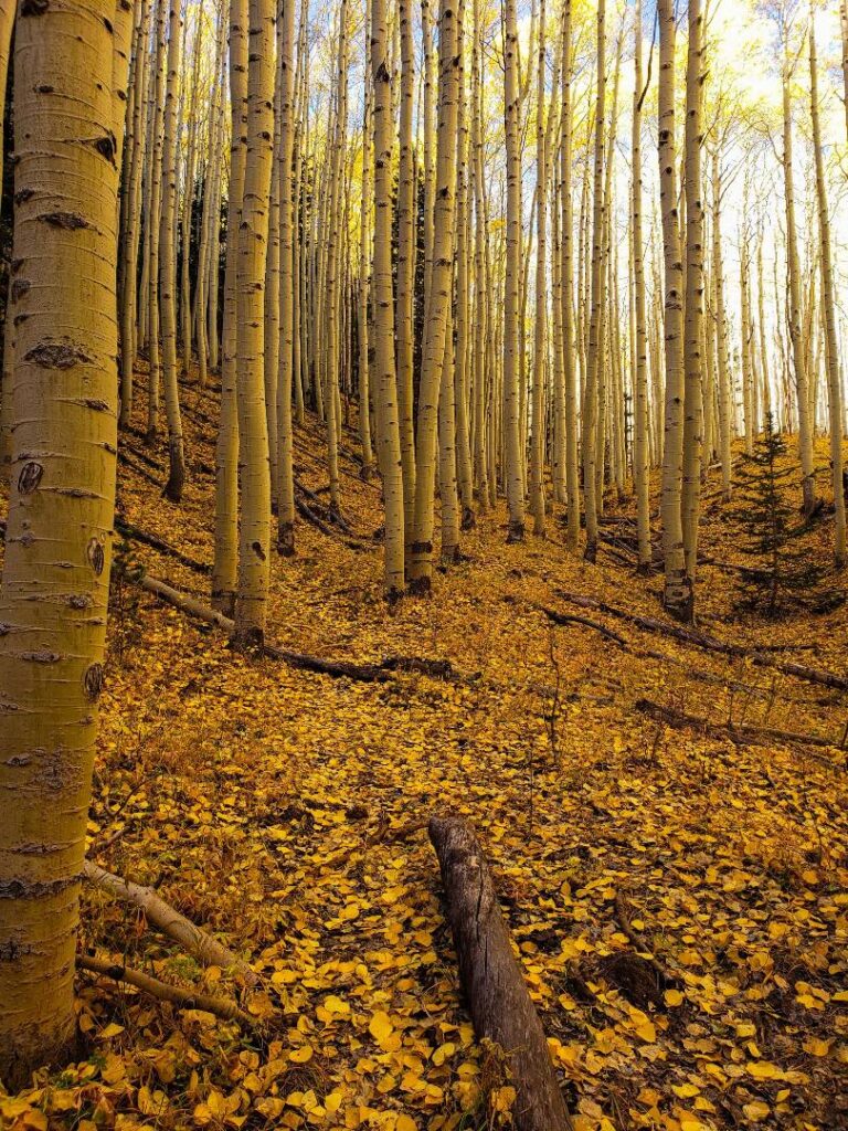Hike the Stunning Inner Basin Trail Near Flagstaff Arizona