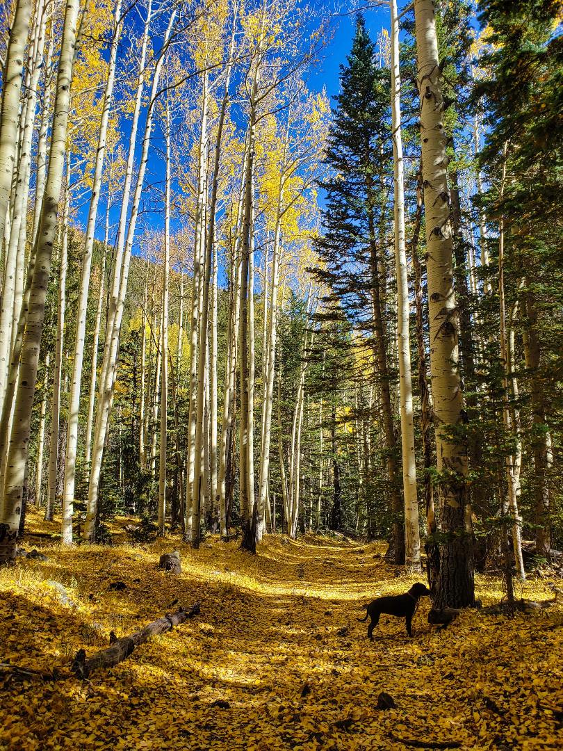 Hike the Stunning Inner Basin Trail Near Flagstaff Arizona