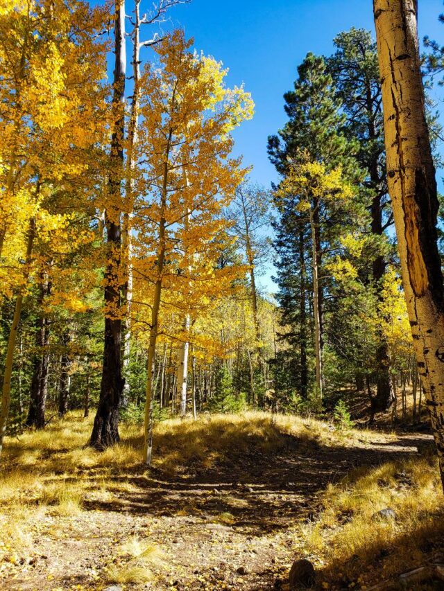 Hike the Stunning Inner Basin Trail Near Flagstaff Arizona