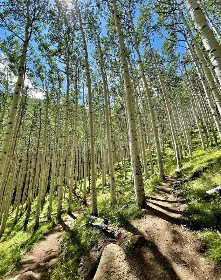 Hike the Stunning Inner Basin Trail Near Flagstaff Arizona