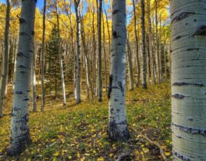 Hike the Stunning Inner Basin Trail Near Flagstaff Arizona