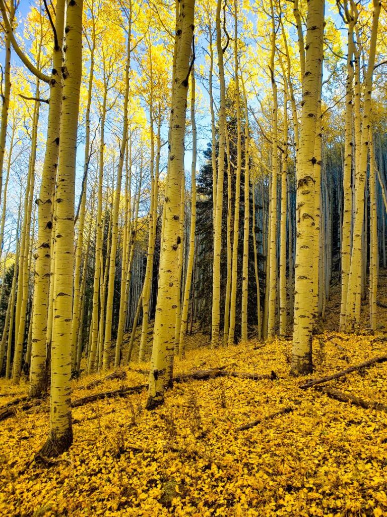 Hike the Stunning Inner Basin Trail Near Flagstaff Arizona