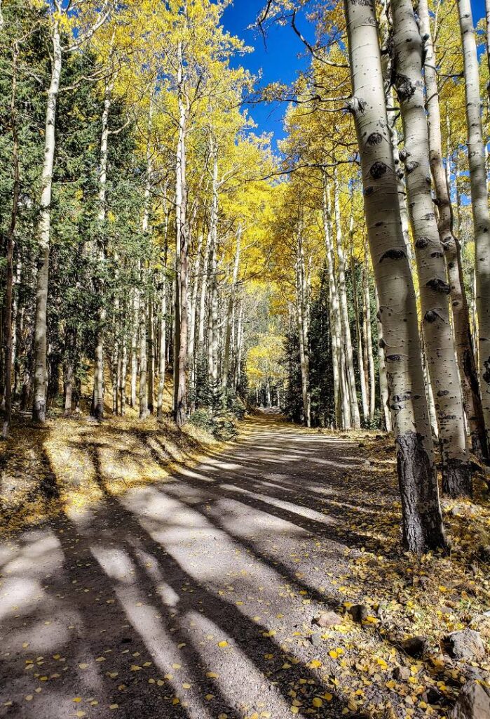 Hike the Stunning Inner Basin Trail Near Flagstaff Arizona