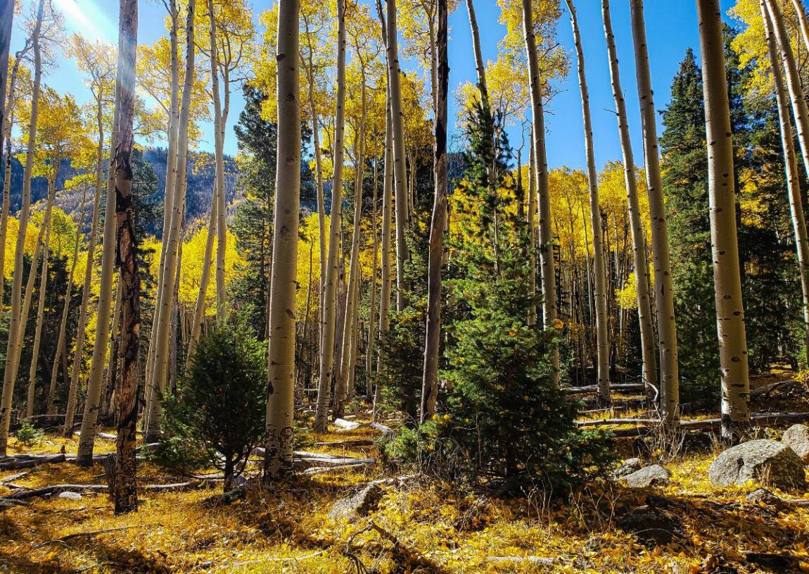 Hike the Stunning Inner Basin Trail Near Flagstaff Arizona